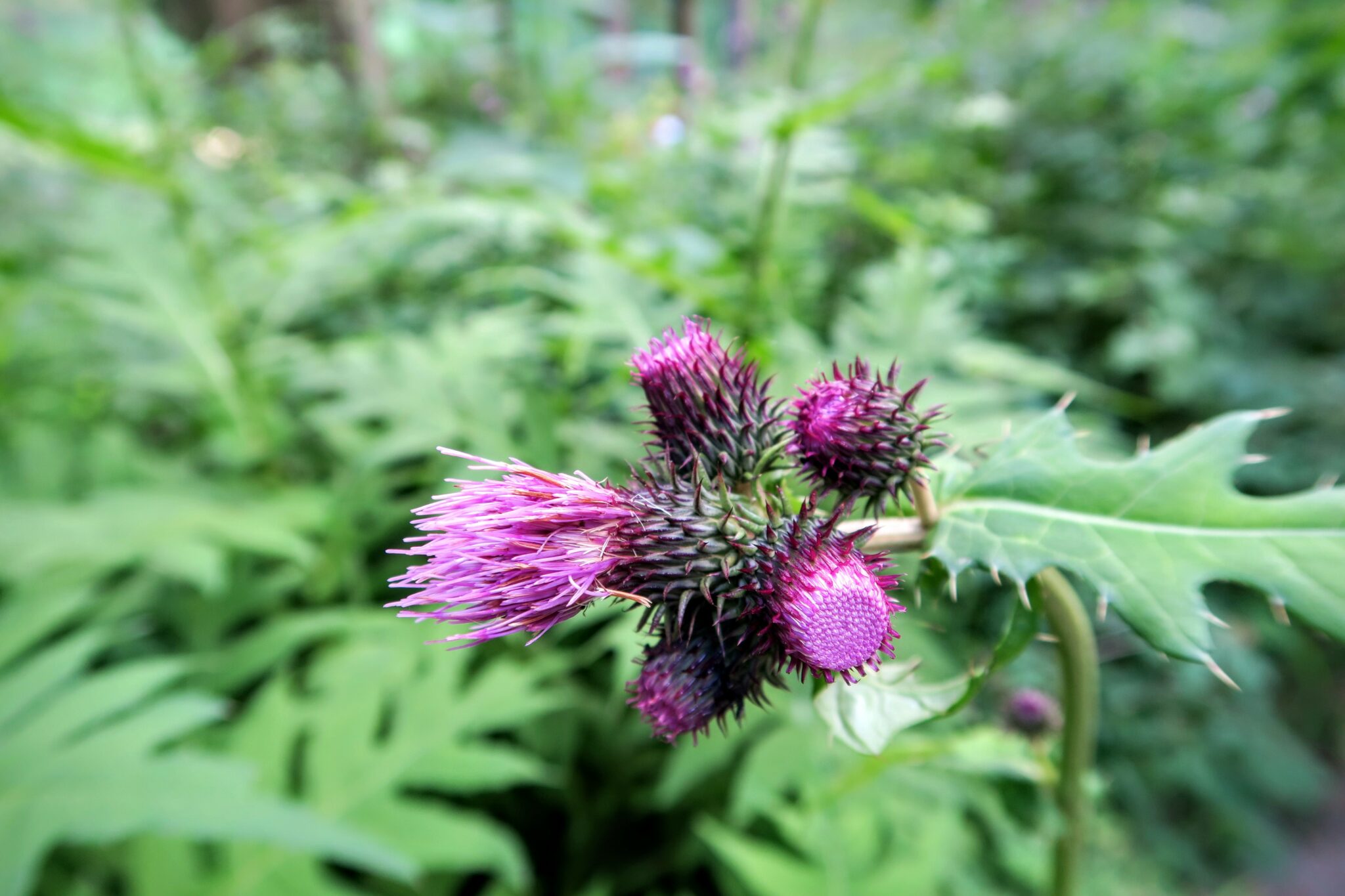 Lake Tovel - Red Lake in the Dolomites